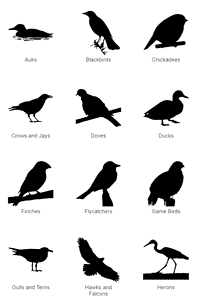 How To Start Birdwatching | Birda