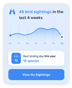 Free Birdwatching App To Connect With Nature | Birda