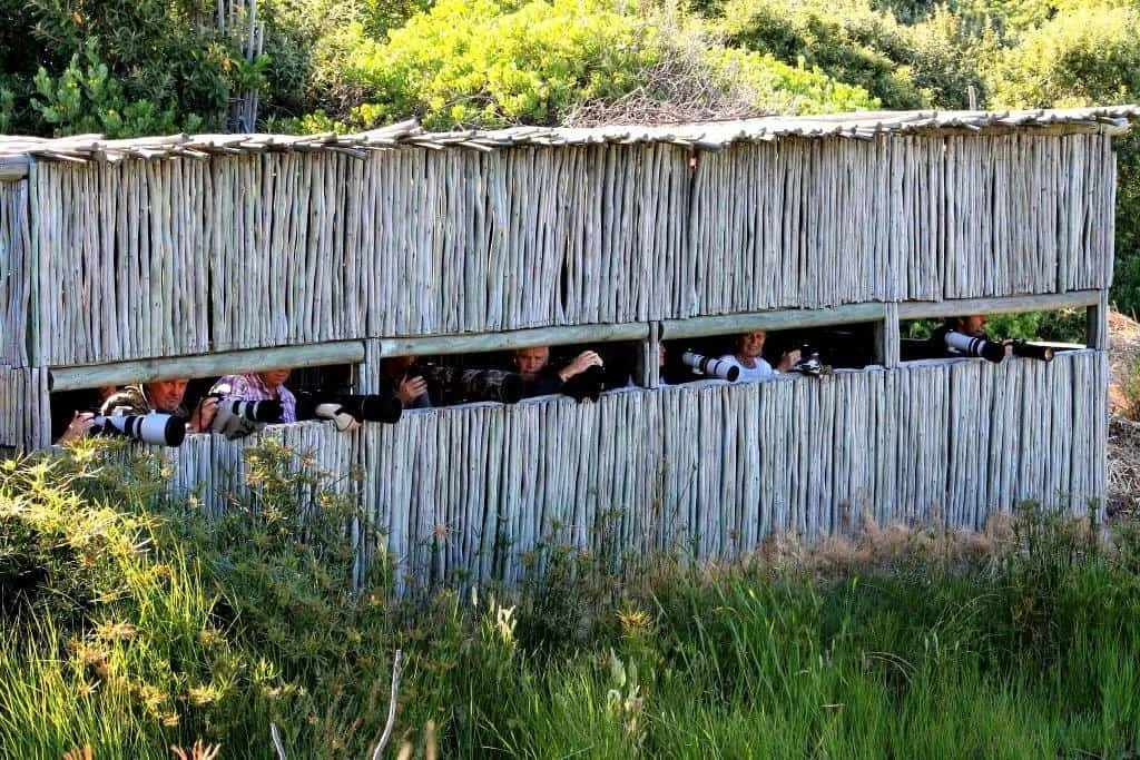 Top Bird Hides in Cape Town | Birda