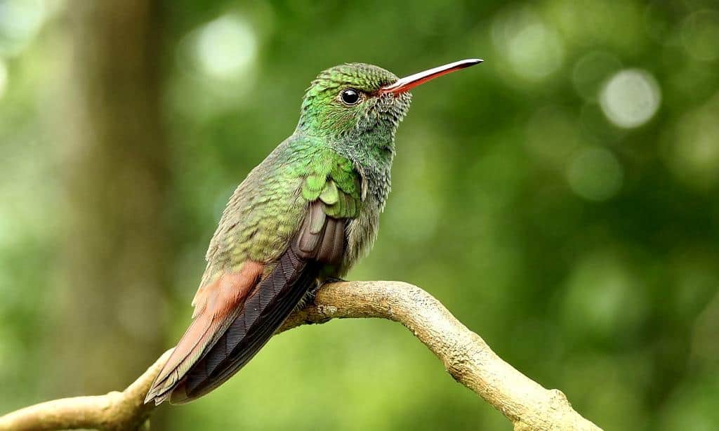 Hummingbird Facts & Where Are Hummingbirds Found | Birda
