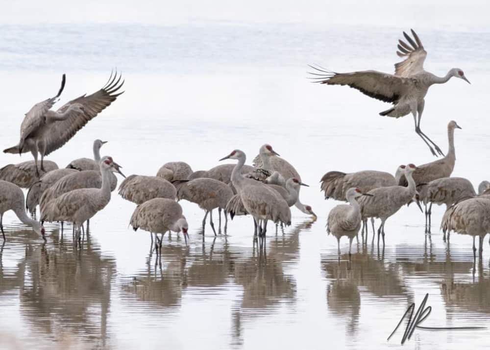 Answered: Birds That Represent Love | Birda