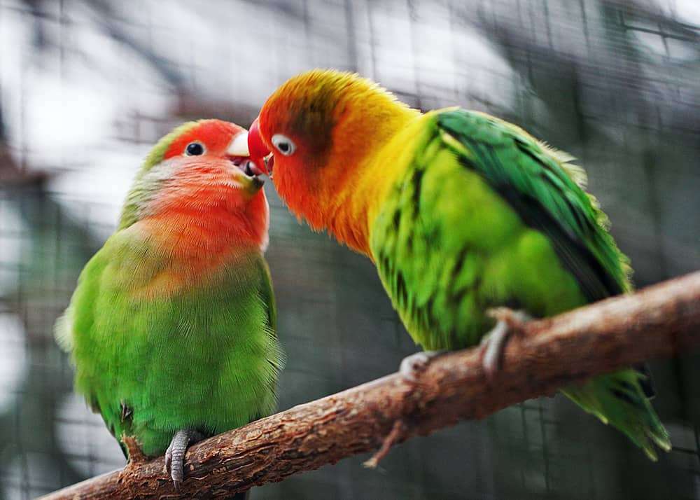 Answered: Birds That Represent Love | Birda