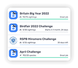 Free Birdwatching App To Connect With Nature | Birda