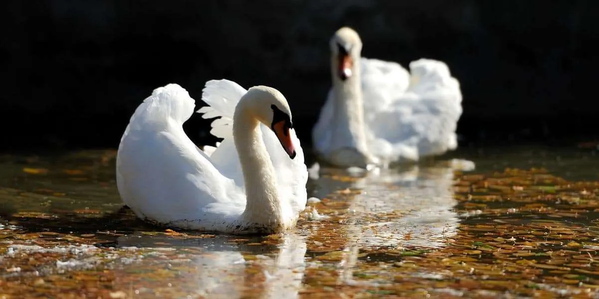 Birdwatching In London - The Ultimate Guide | Birda