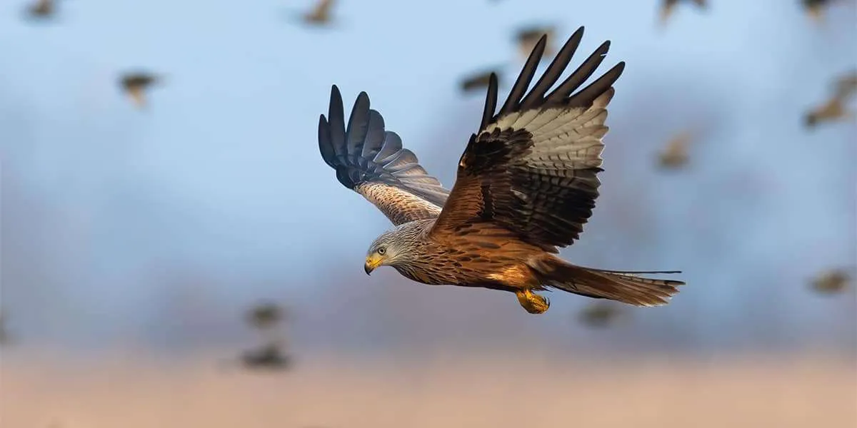 Birds In Flight Photography | Birda